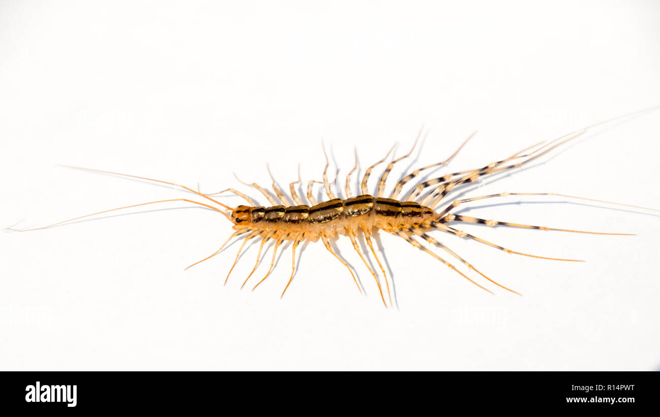 The Flycatcher. Scutigera coleoptrata. Centipede flycatcher, insect ...