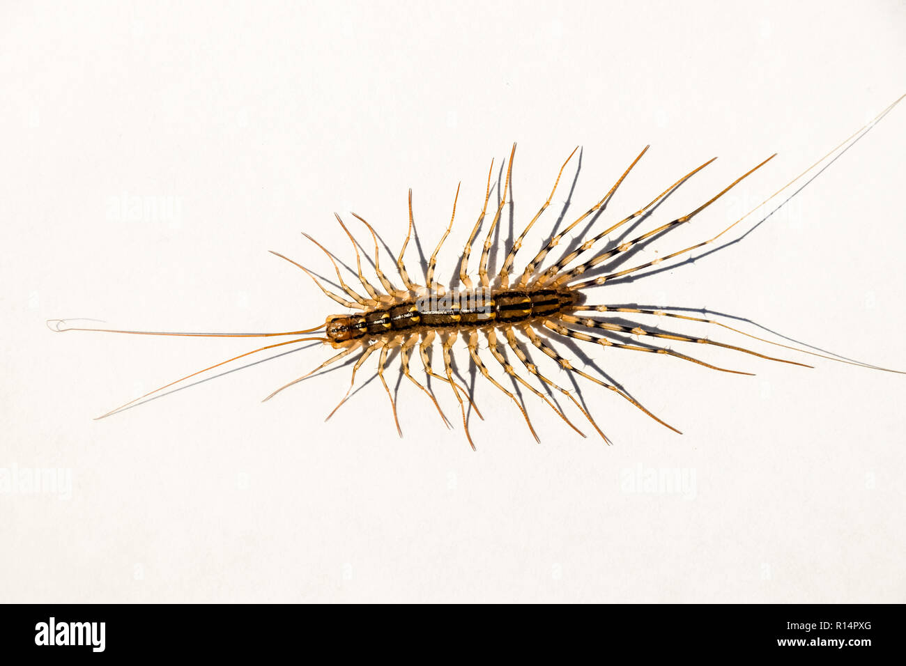 The Flycatcher. Scutigera coleoptrata. Centipede flycatcher, insect ...