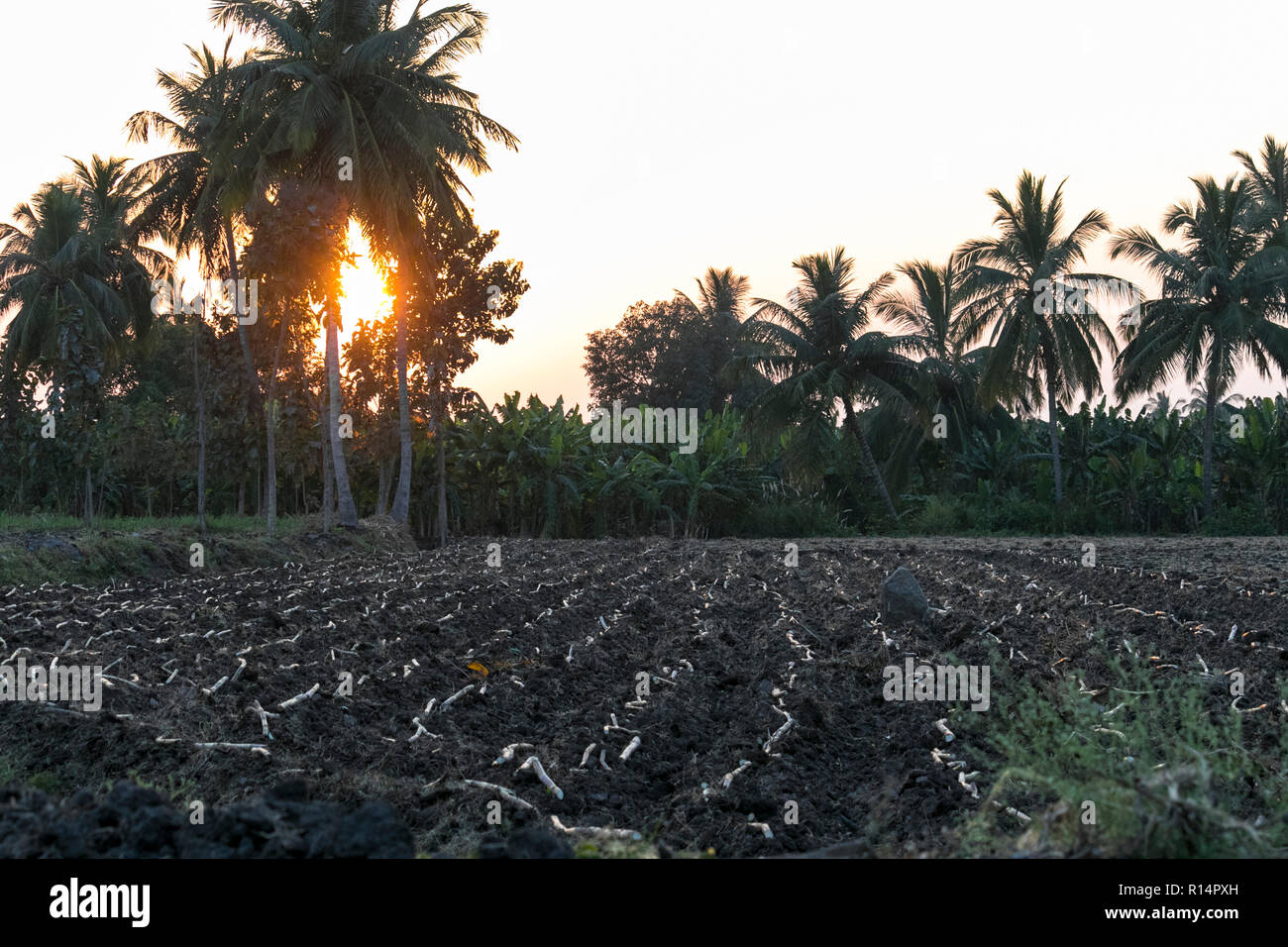 A view of Indian agriculture field in the morning Stock Photo - Alamy