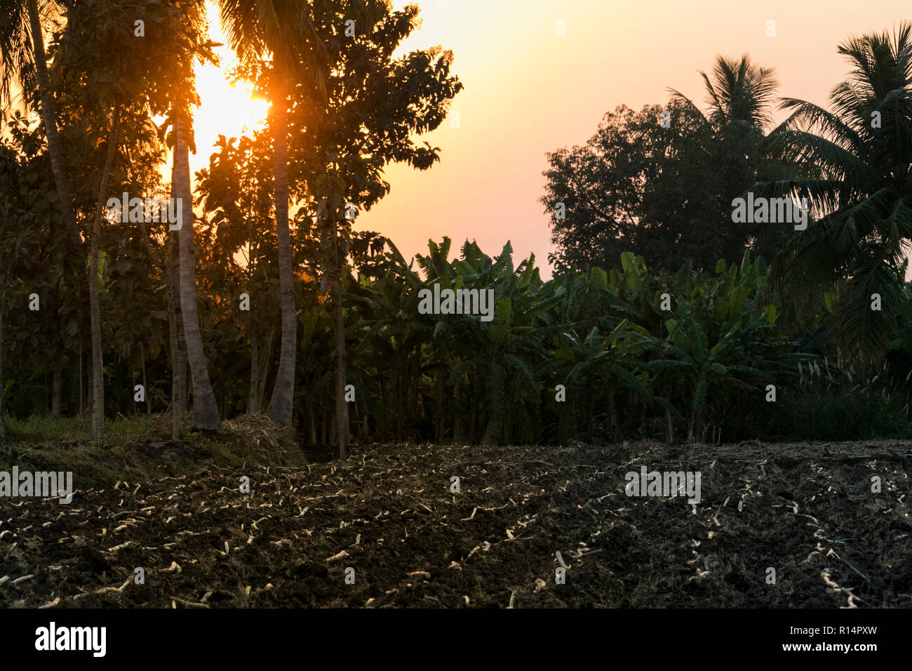 A view of Indian agriculture field in the morning Stock Photo - Alamy