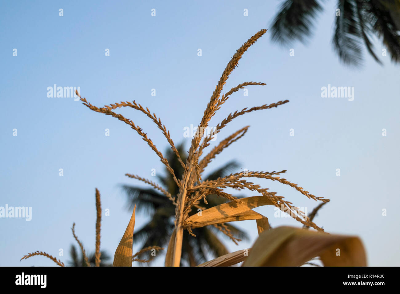 Indian paddy crop in agriculture field Stock Photo - Alamy