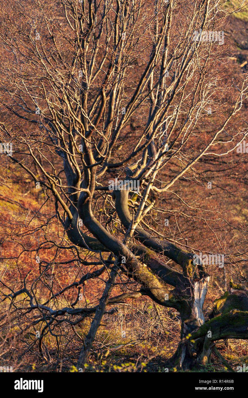 Weatherbeaten and broken old tree in North Wales in winter Stock Photo ...