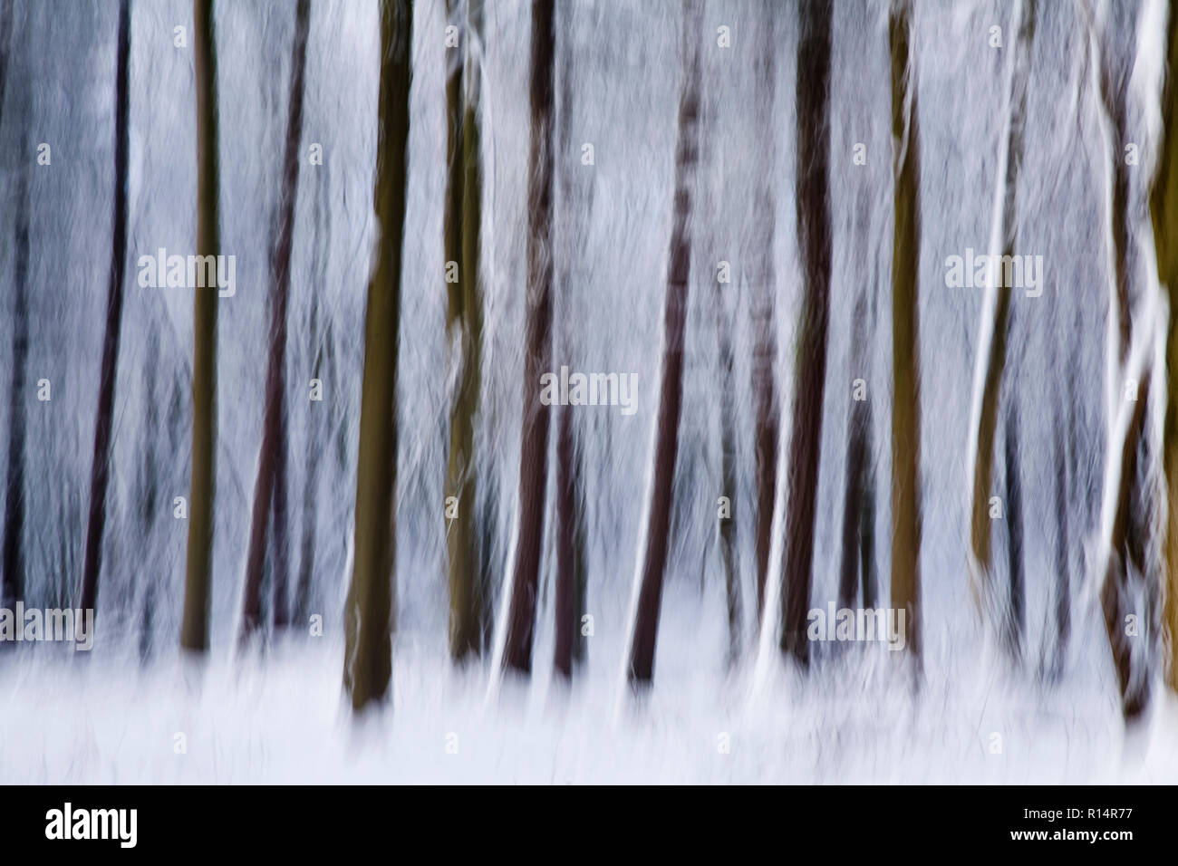 Tree trunks by winter hi-res stock photography and images - Alamy