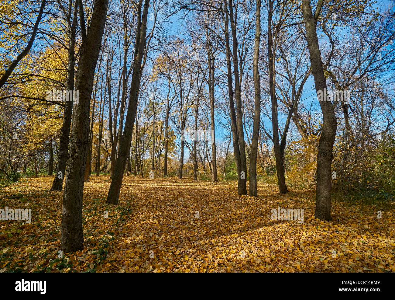 Beautiful autumn in Moscow park, Sviblovo district Stock Photo - Alamy