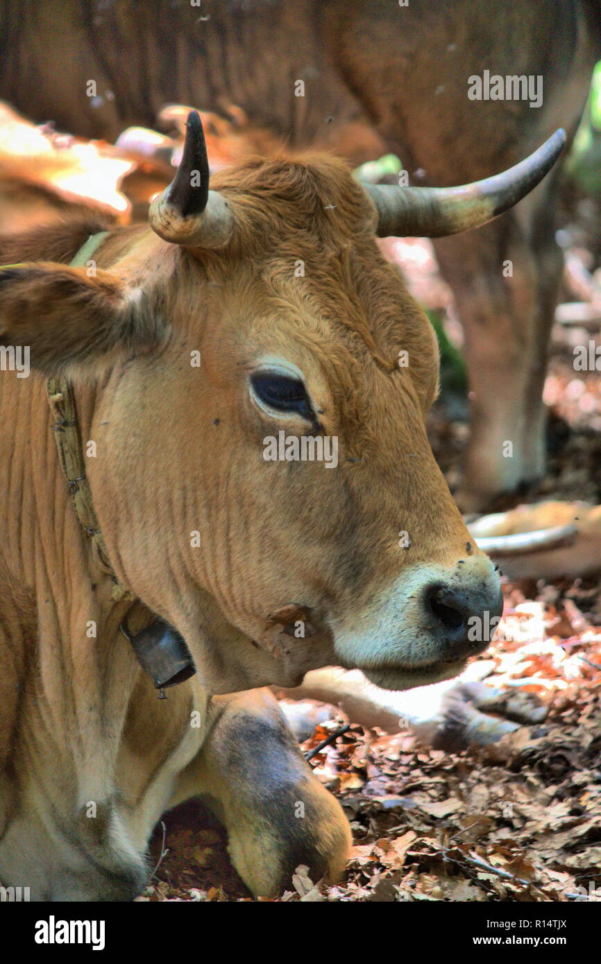 Graziery High Resolution Stock Photography and Images - Alamy