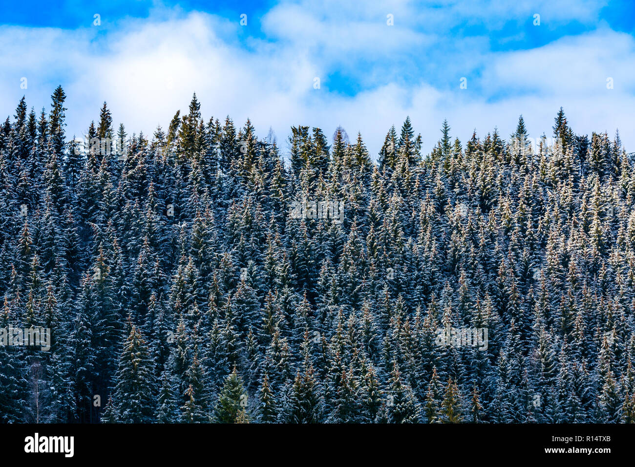Winter landscape, snow-covered firs in the mountains. Background image ...