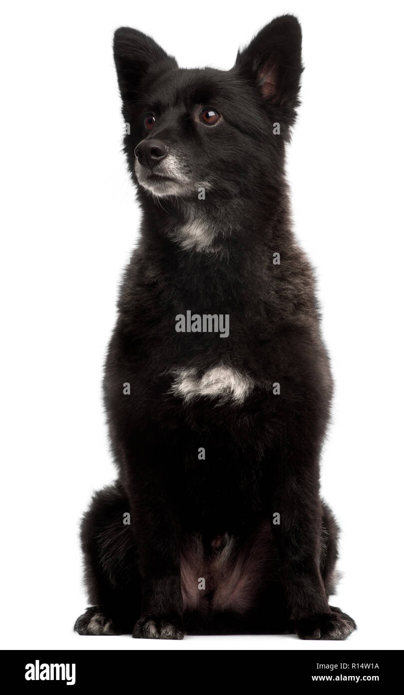 German Spitz, 5 years old, sitting in front of white background Stock ...