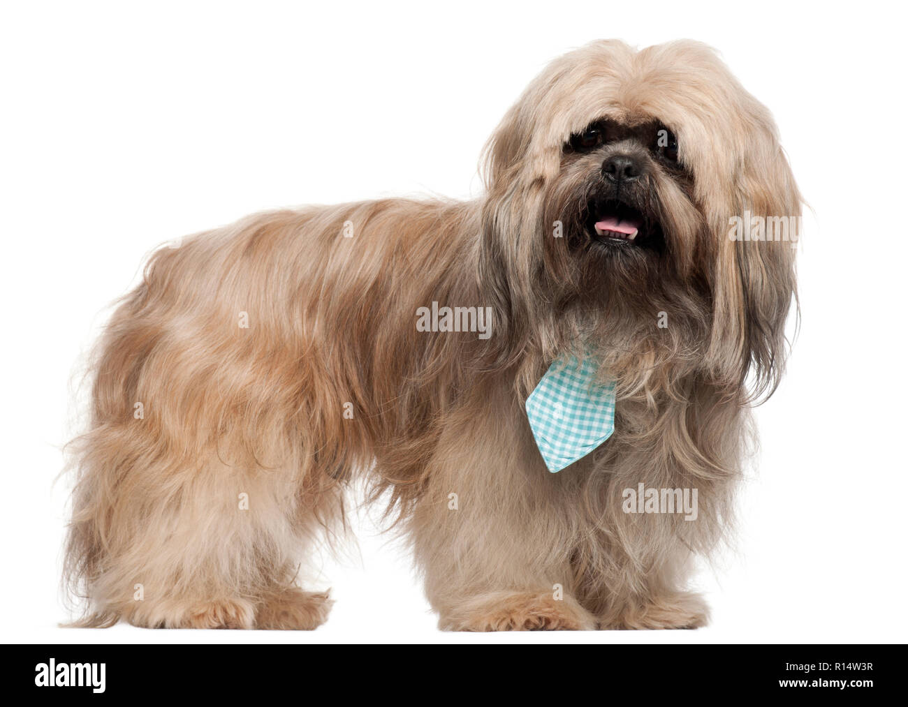 Lhasa Apso wearing a tie and standing in front of white background ...