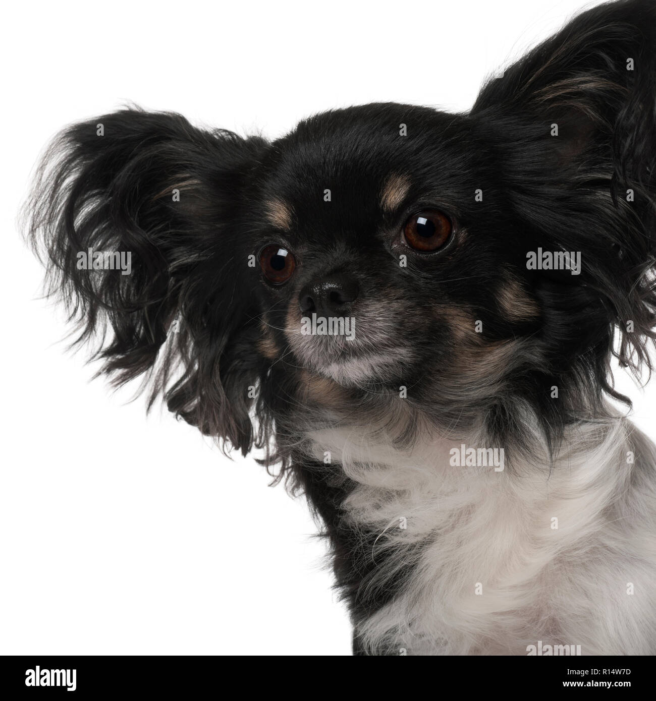 Dog in front white hi-res stock photography and images - Alamy
