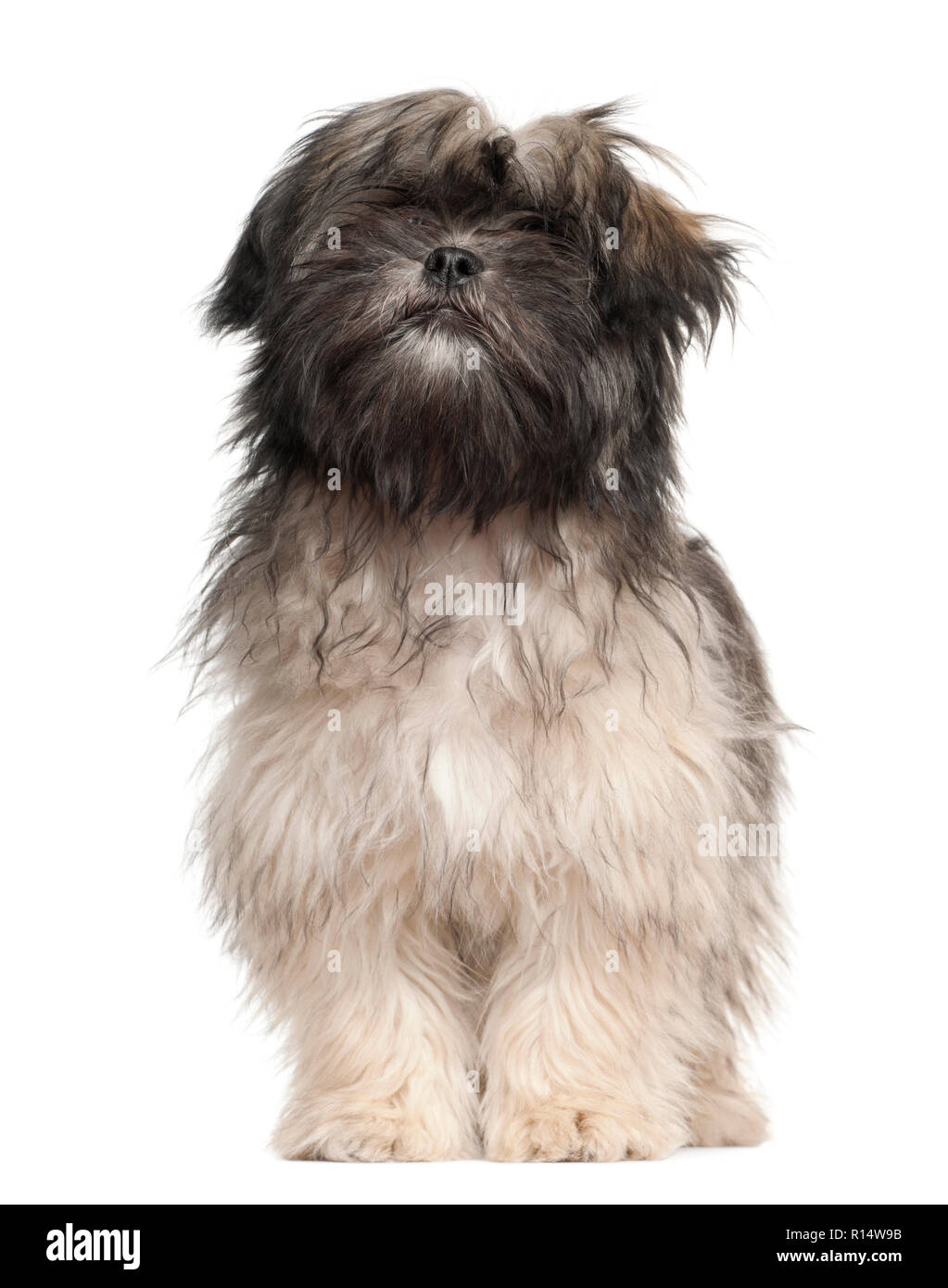 Lhasa apso standing against white background Stock Photo - Alamy