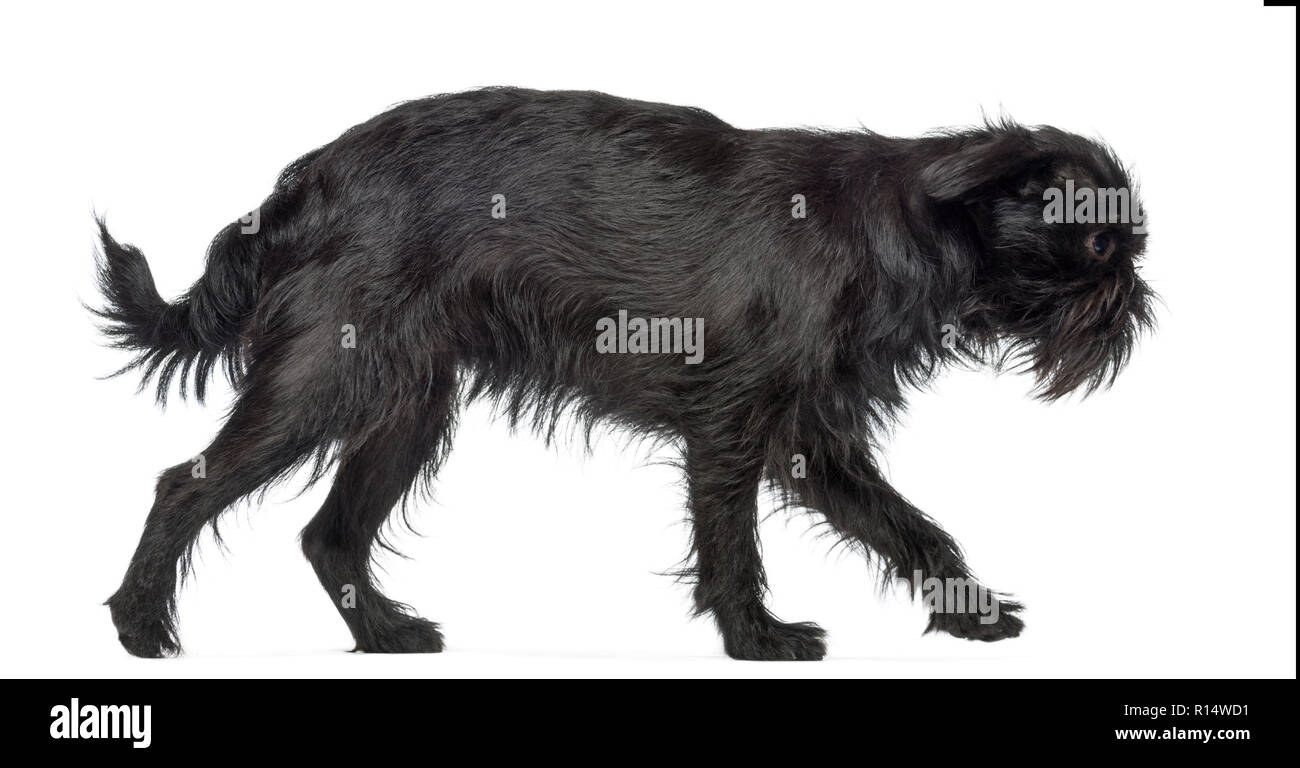 Side view of Griffon Bruxellois, 2 years old, walking against white ...