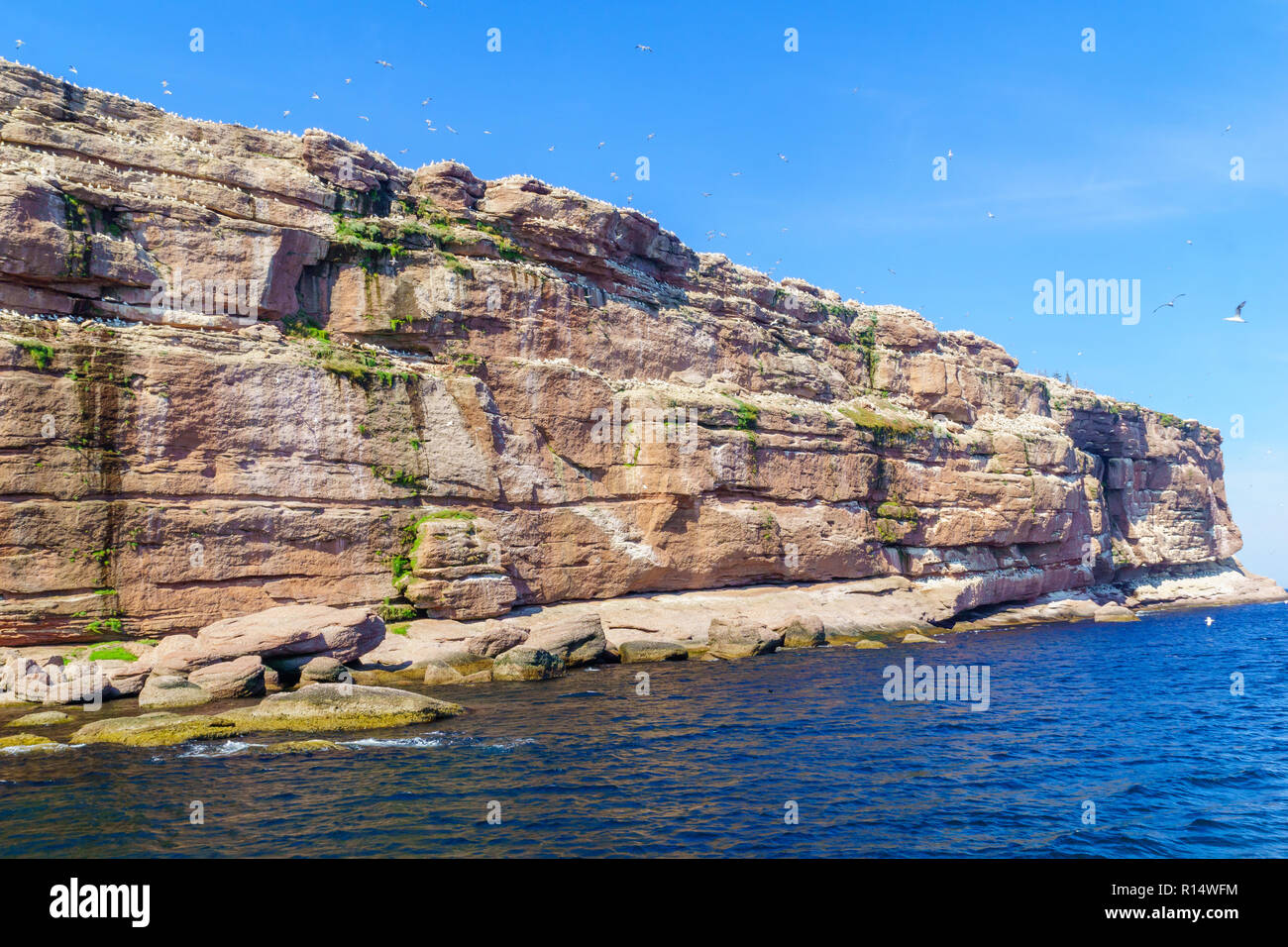 View of cliffs and birds in the Bonaventure Island, near Perce, at the ...