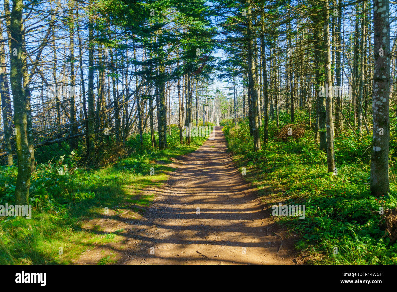 Footpath in the Bonaventure Island, near Perce, at the tip of Gaspe ...