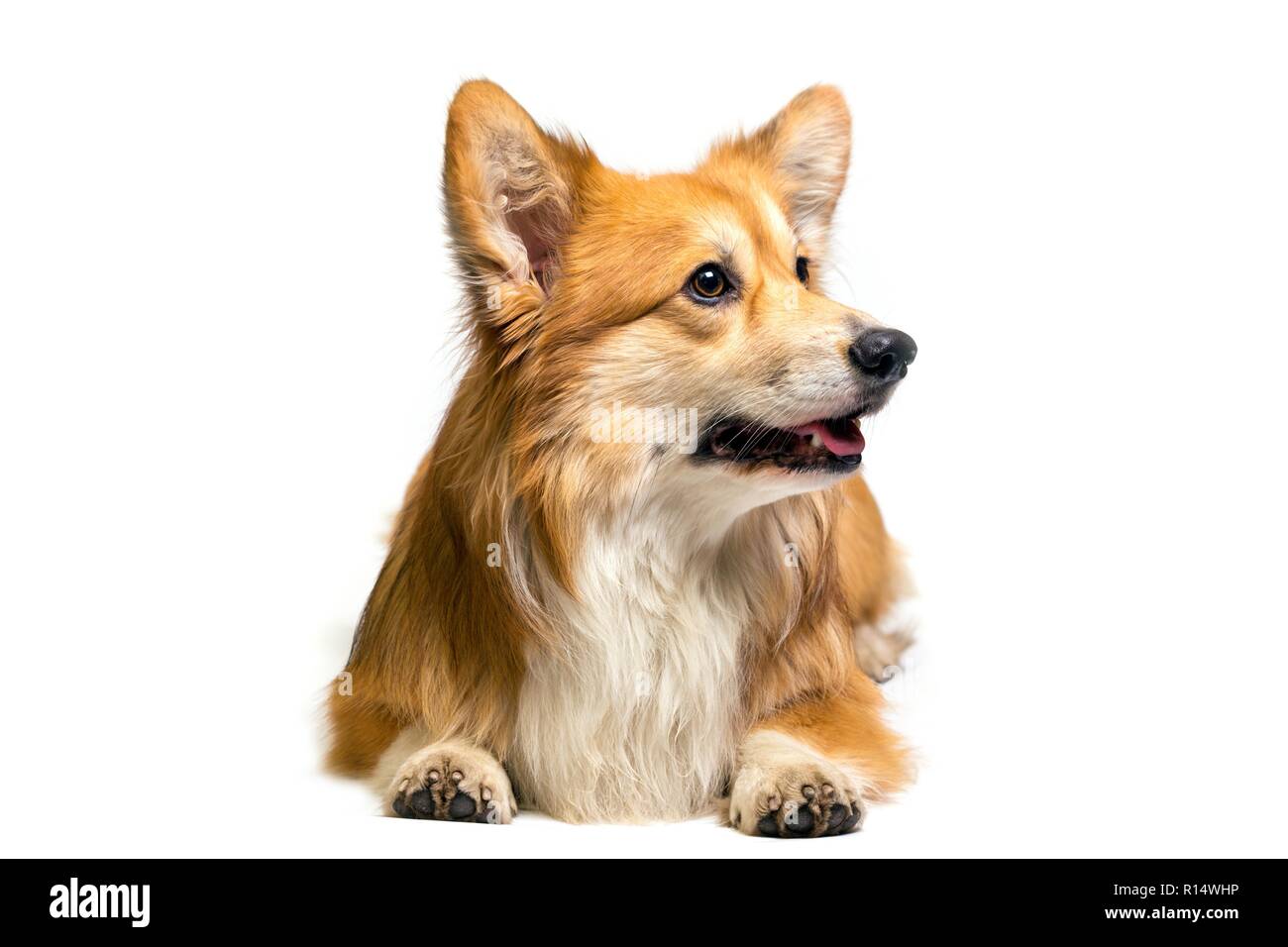 Smiling corgi Cut Out Stock Images & Pictures - Alamy