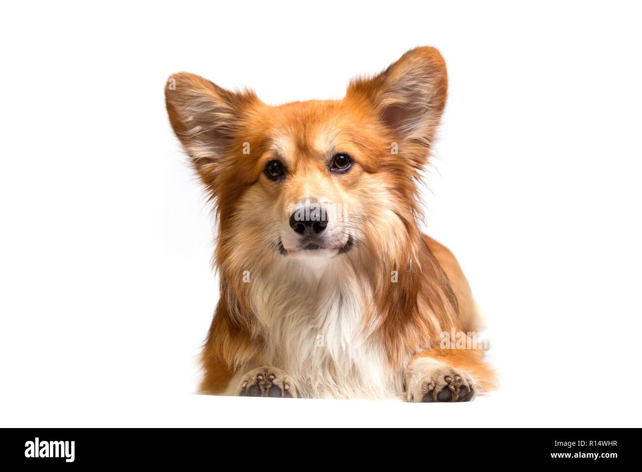 beautiful corgi fluffy close up portrait on a white background Stock ...