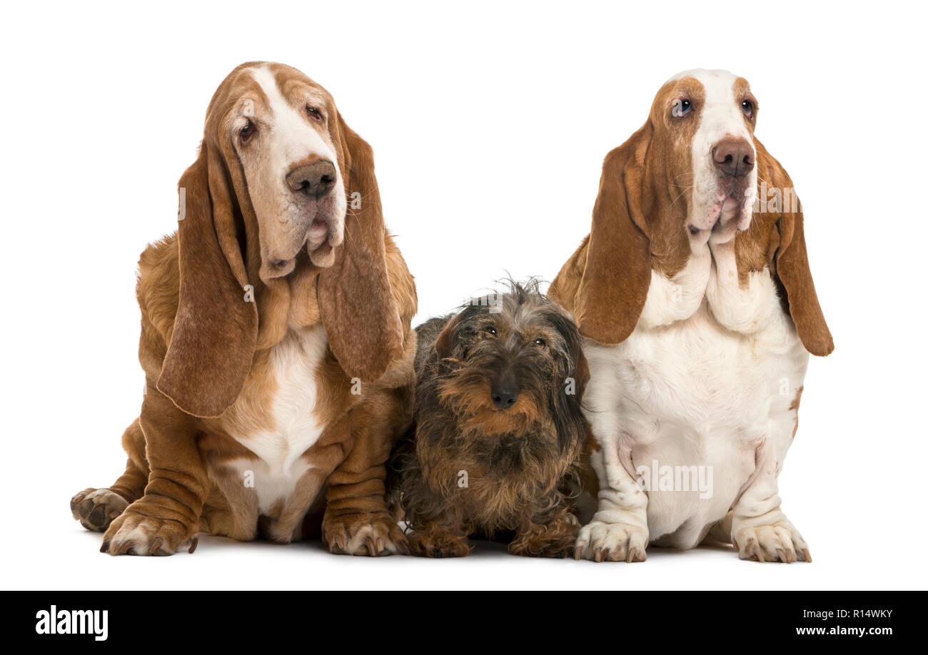 Two Basset Hounds and a Dachshund sitting, isolated on white Stock ...