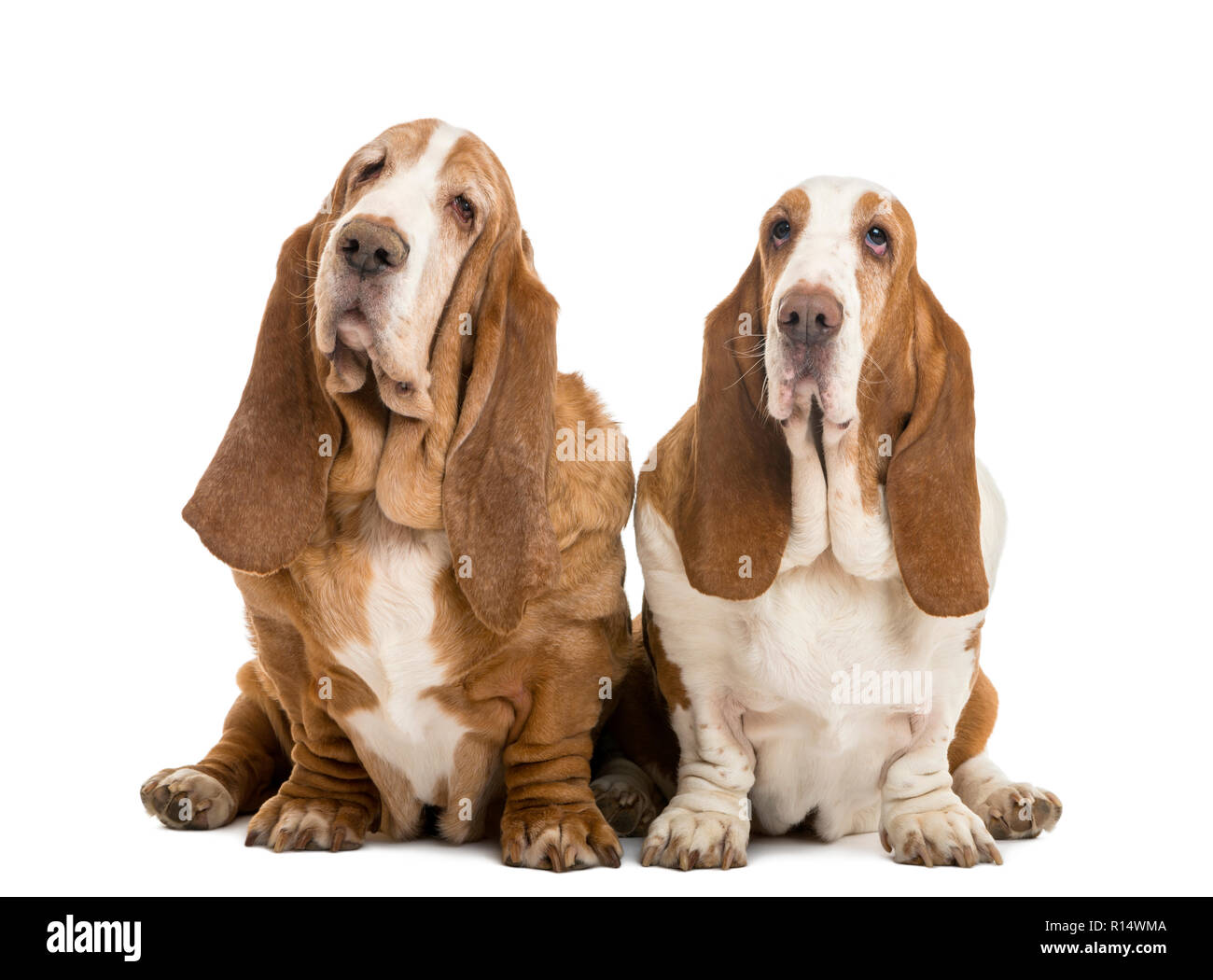 Two Basset Hounds sitting, isolated on white Stock Photo - Alamy