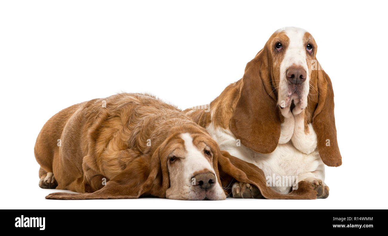 Two Basset Hounds lying, isolated on white Stock Photo - Alamy