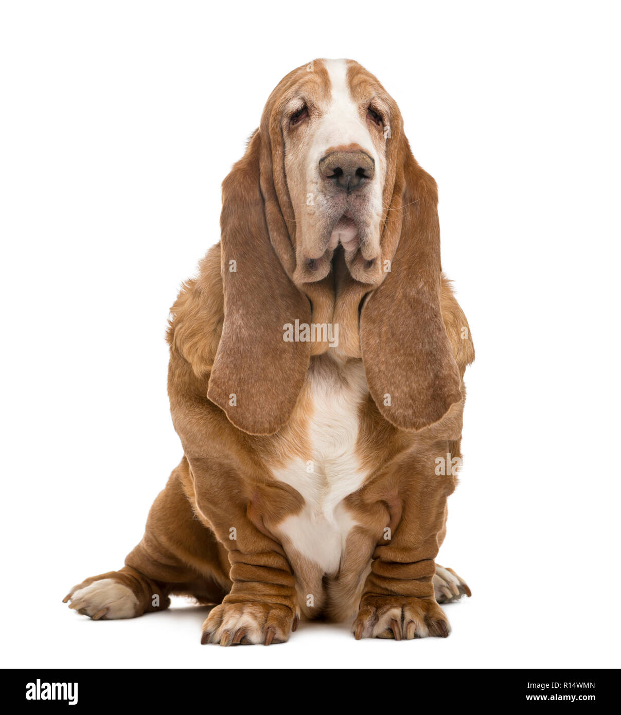 Old Basset Hound sitting, isolated on white Stock Photo - Alamy