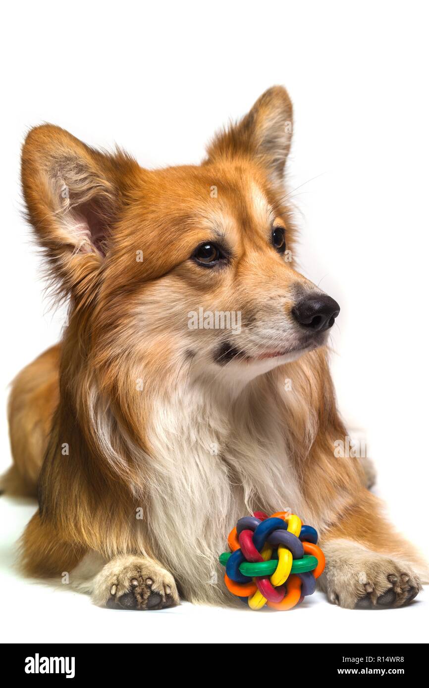 beautiful corgi fluffy close up portrait on a white background Stock ...