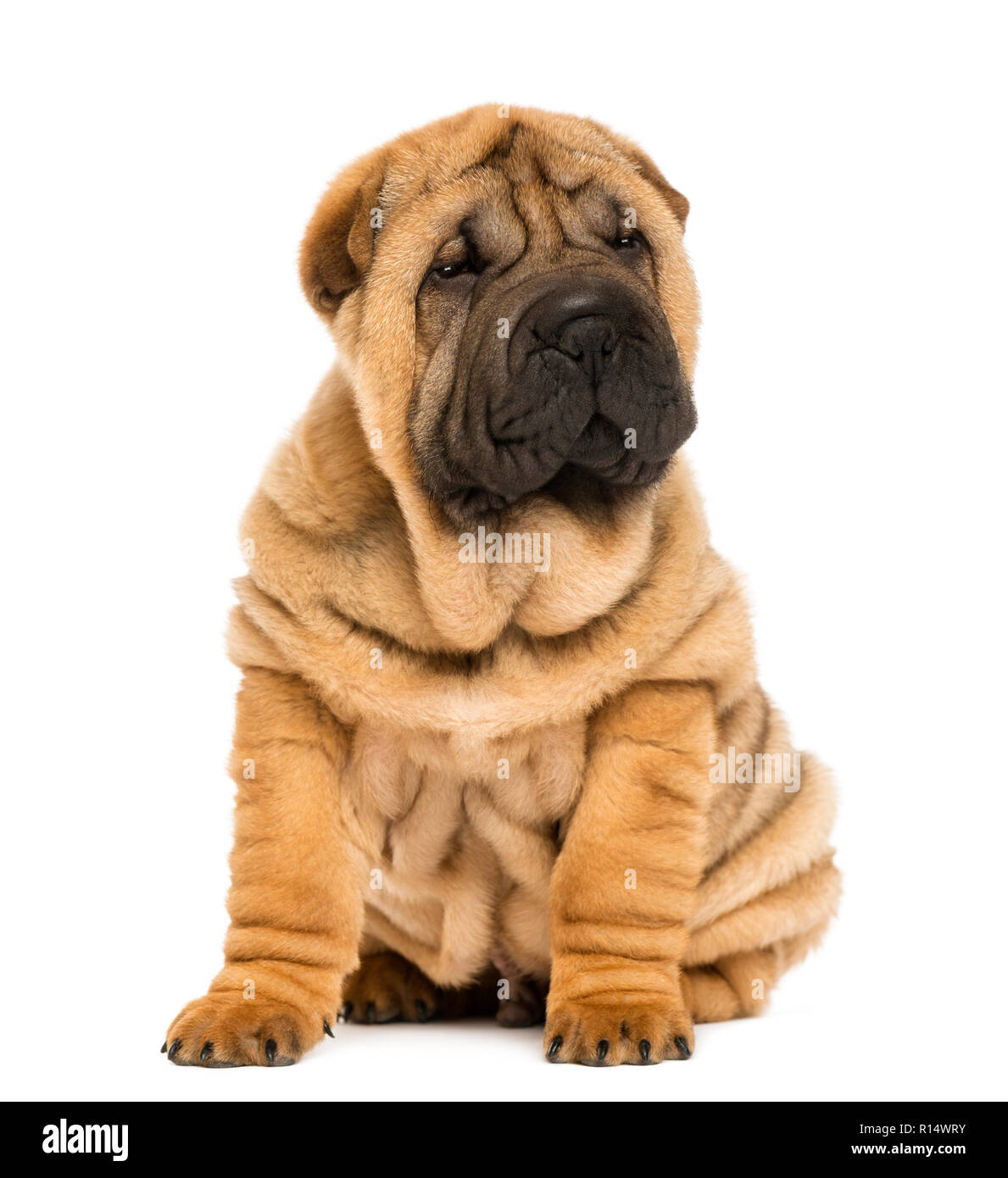 Shar pei puppy sitting (11 weeks old) isolated on white Stock Photo - Alamy