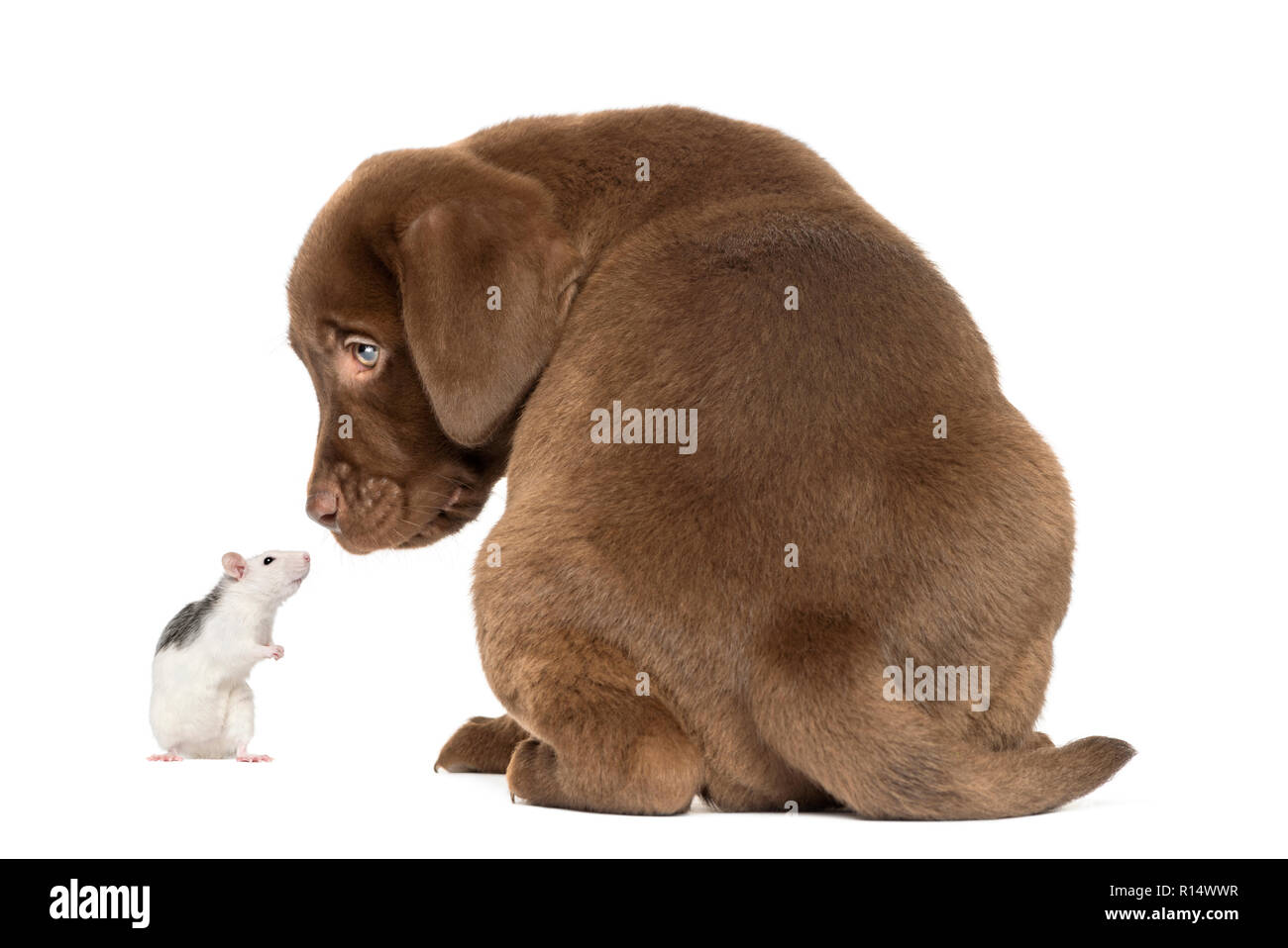 Back view of a Labrador Retriever Puppy and husky rat looking at each ...