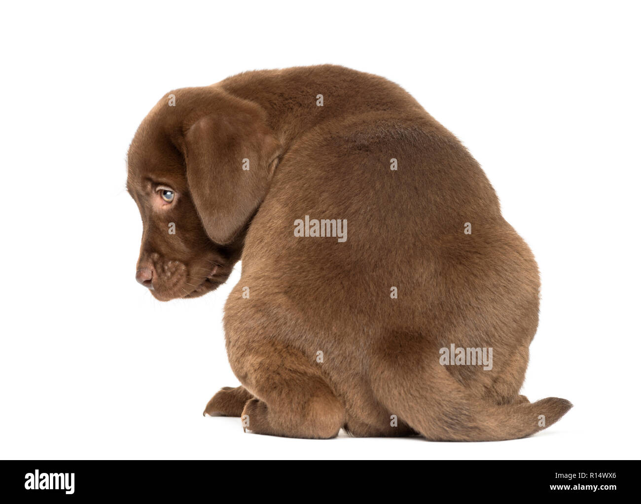 Labrador retriever dog sitting back hi-res stock photography and images ...