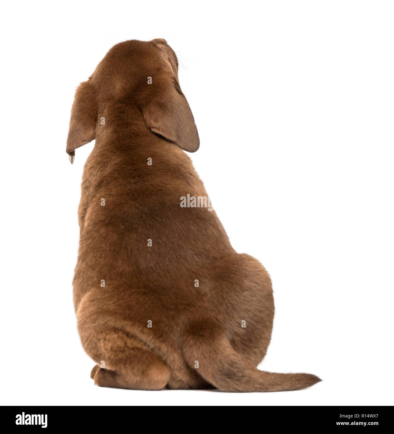 Labrador retriever dog sitting back hi-res stock photography and images ...