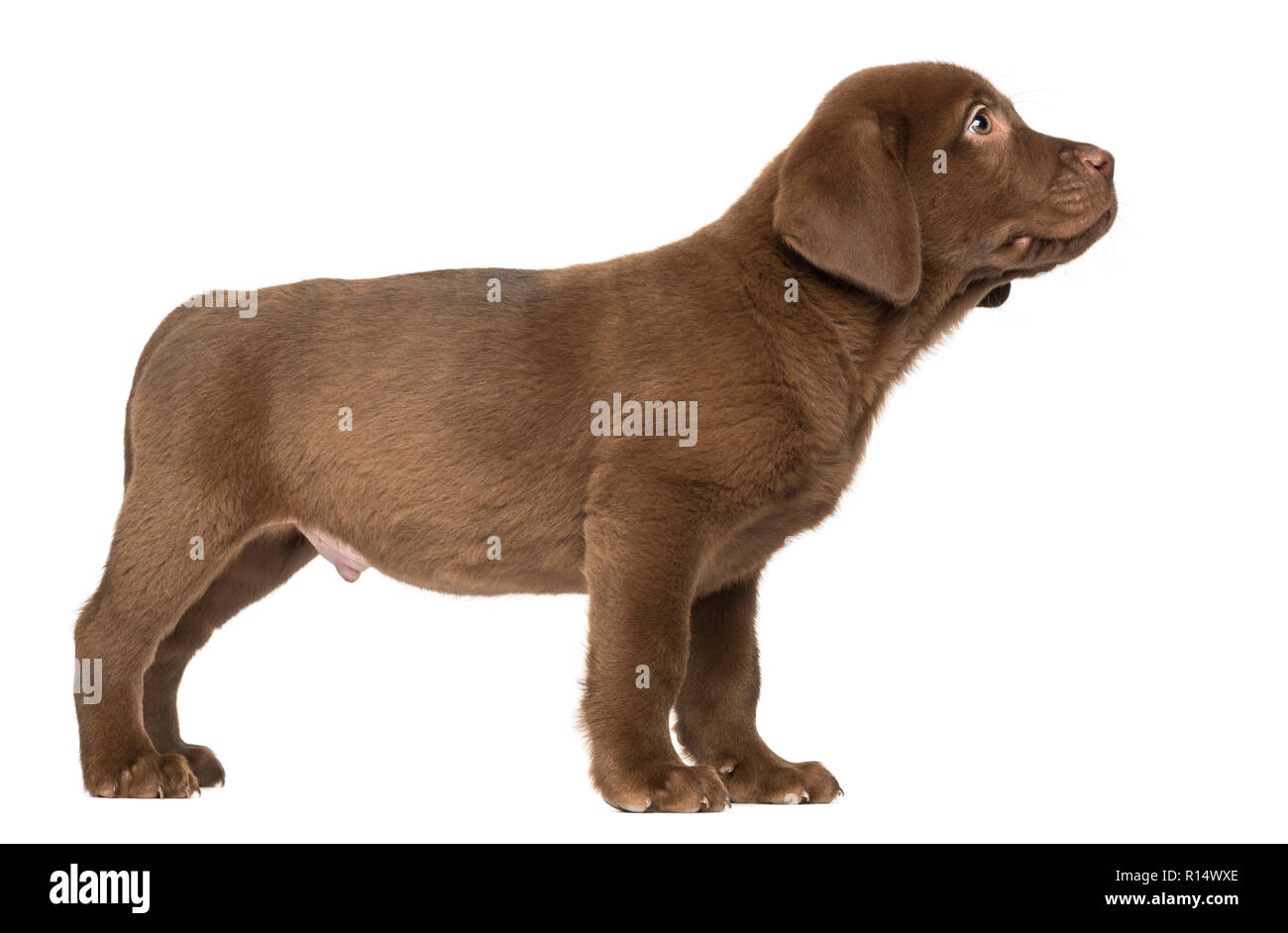 Labrador Retriever Puppy standing and looking up, 2 months old ...