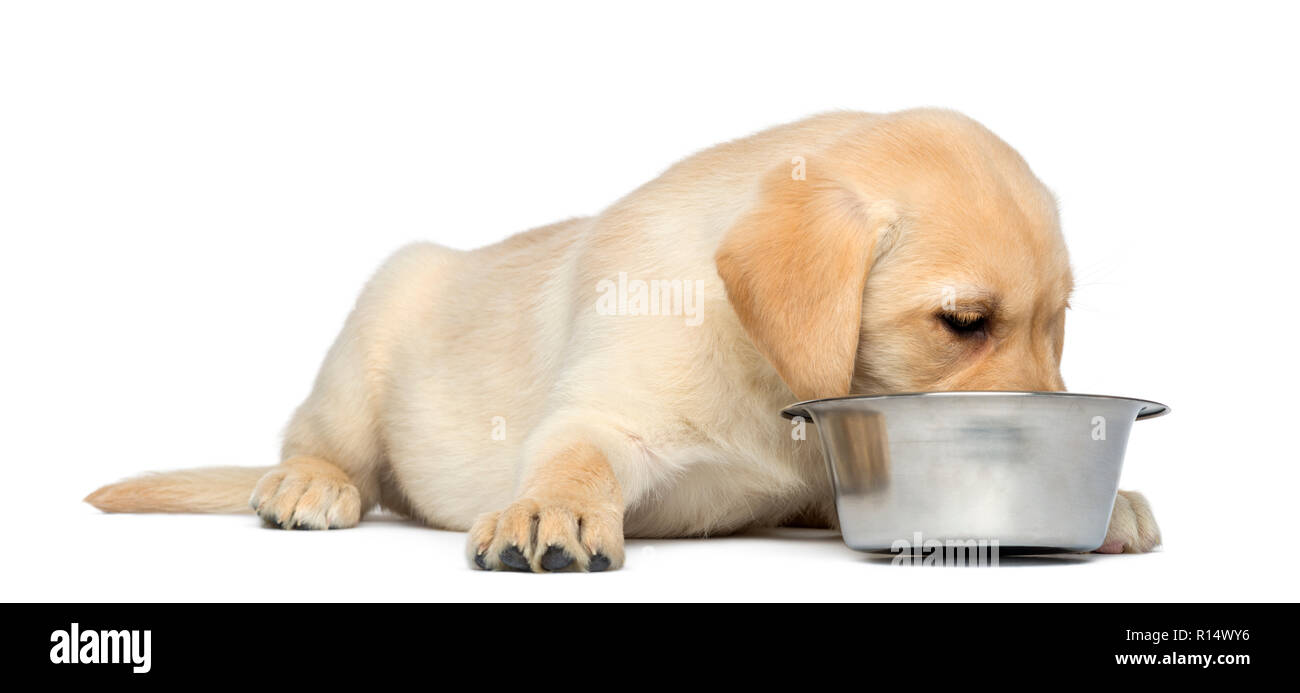 Labrador Retriever Puppy lying and eating from his bowl, (2 months old ...