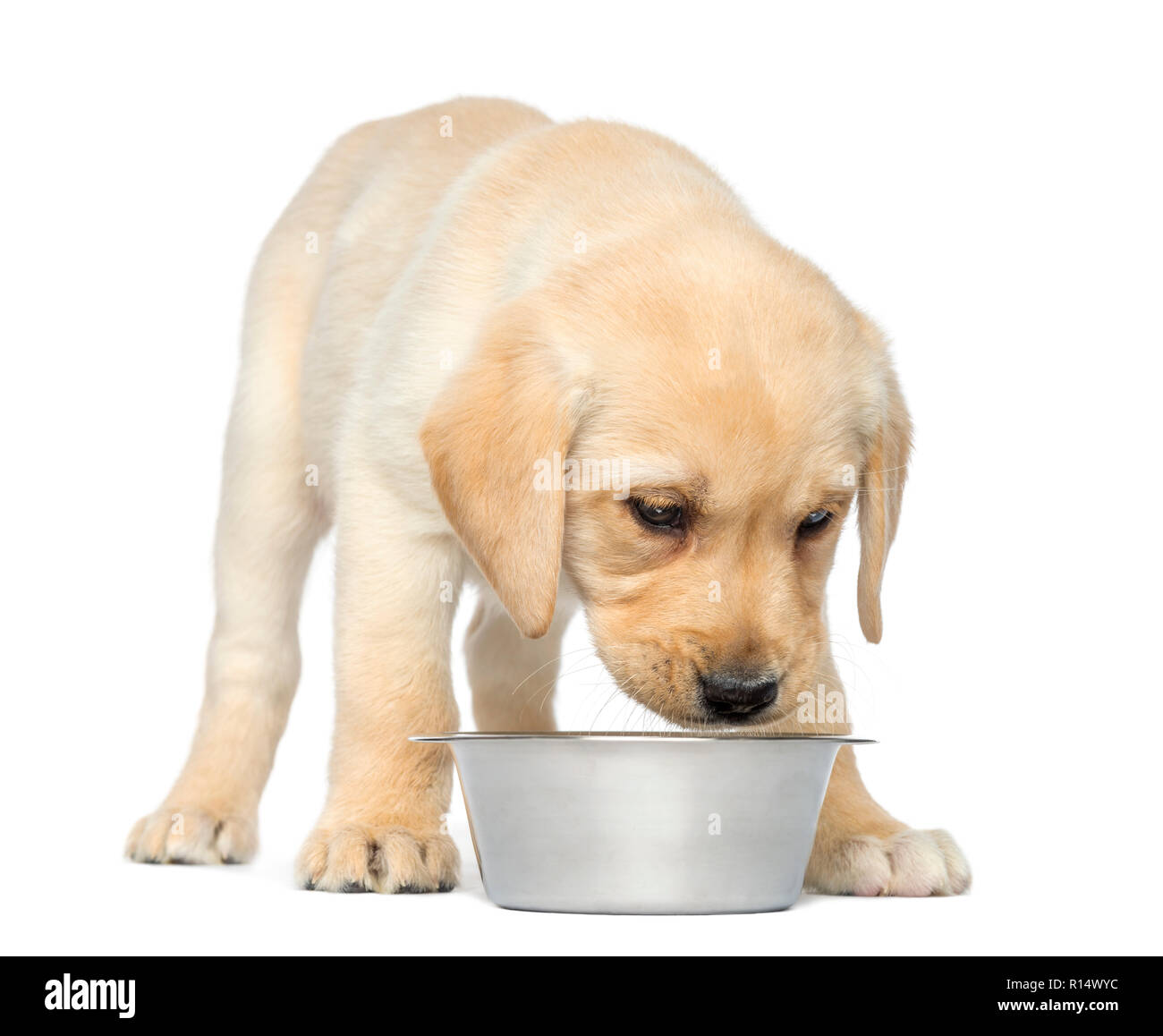 How Do You Take Care Of A 2 Month Old Lab Puppy