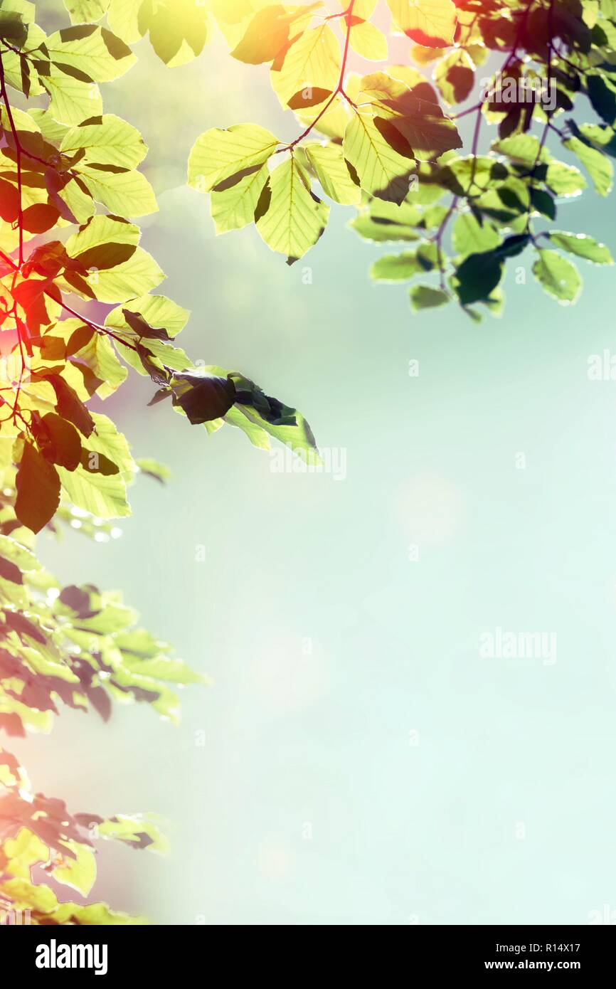 magical frame from the leaves of a tree. beautiful background Stock ...