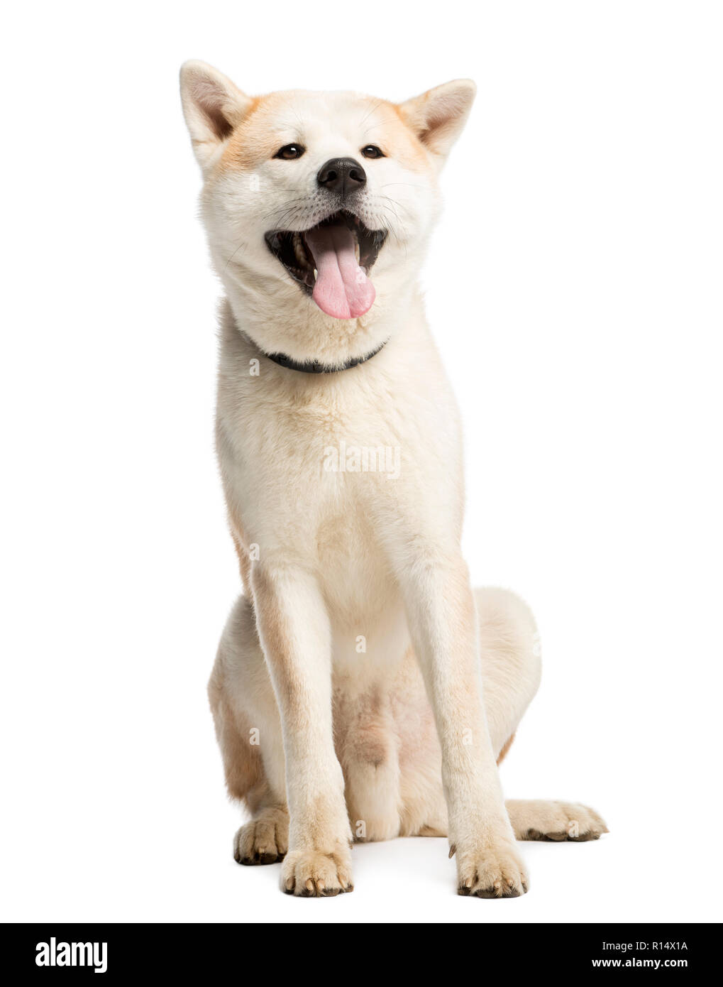 Akita dog barking hi-res stock photography and images - Alamy