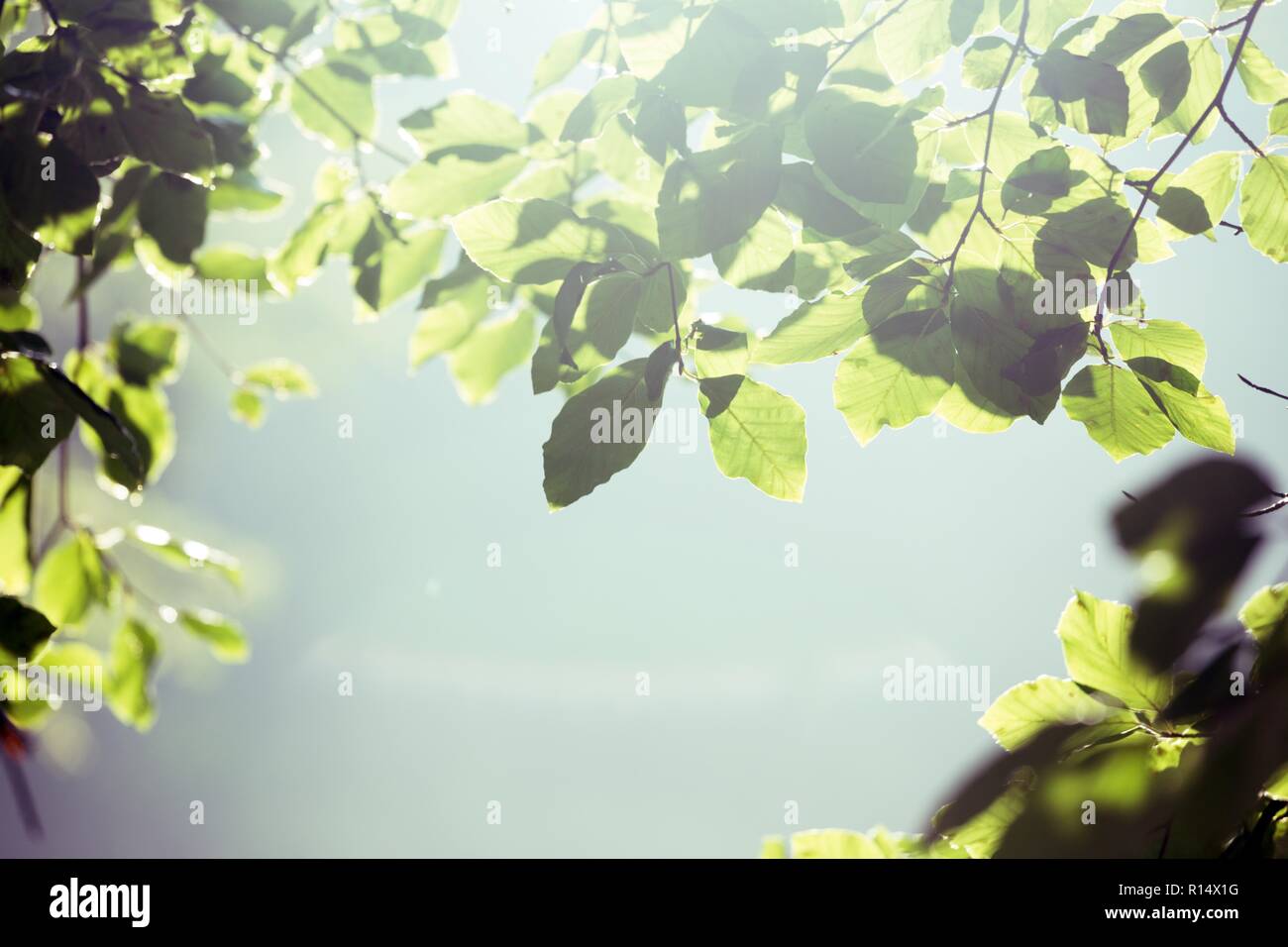magical frame from the leaves of a tree. beautiful background Stock ...