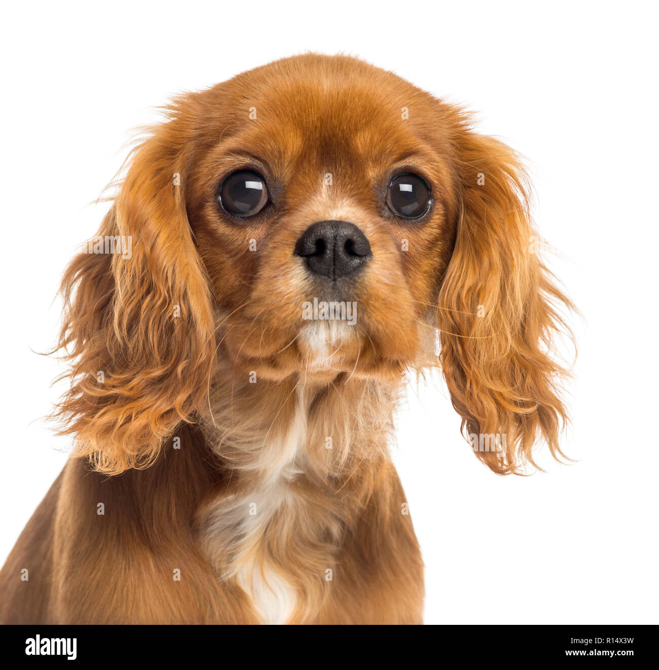 Close-up of a Cavalier King Charles Spaniel puppy, 5 months old ...