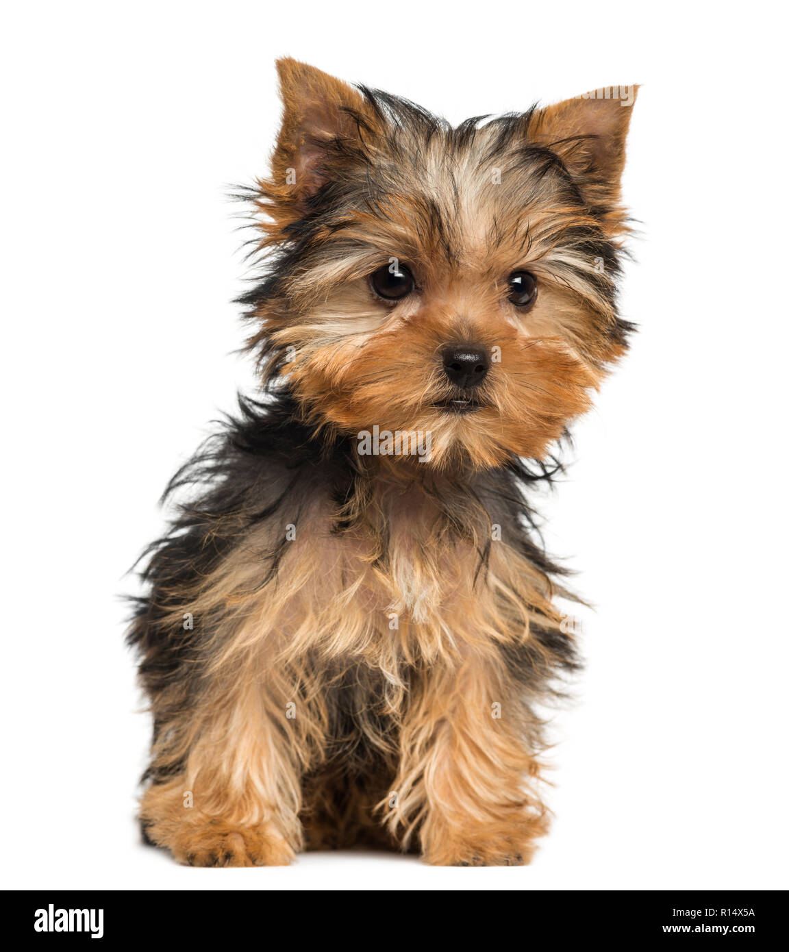 Yorkshire Terrier puppy sitting, 3 months old, isolated on white Stock ...