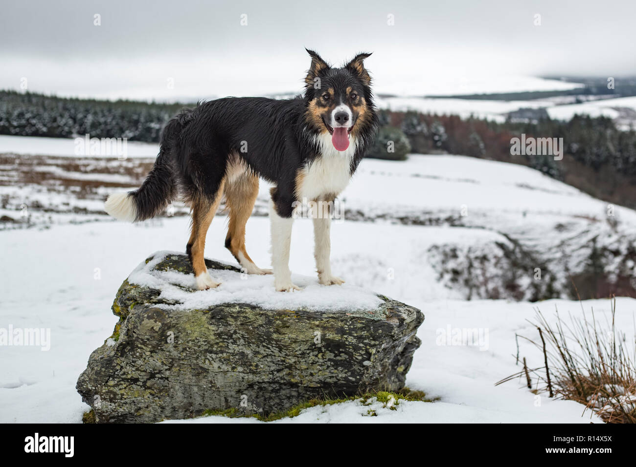 A tricoloured border collie stood on a rock surrounded by countryside ...