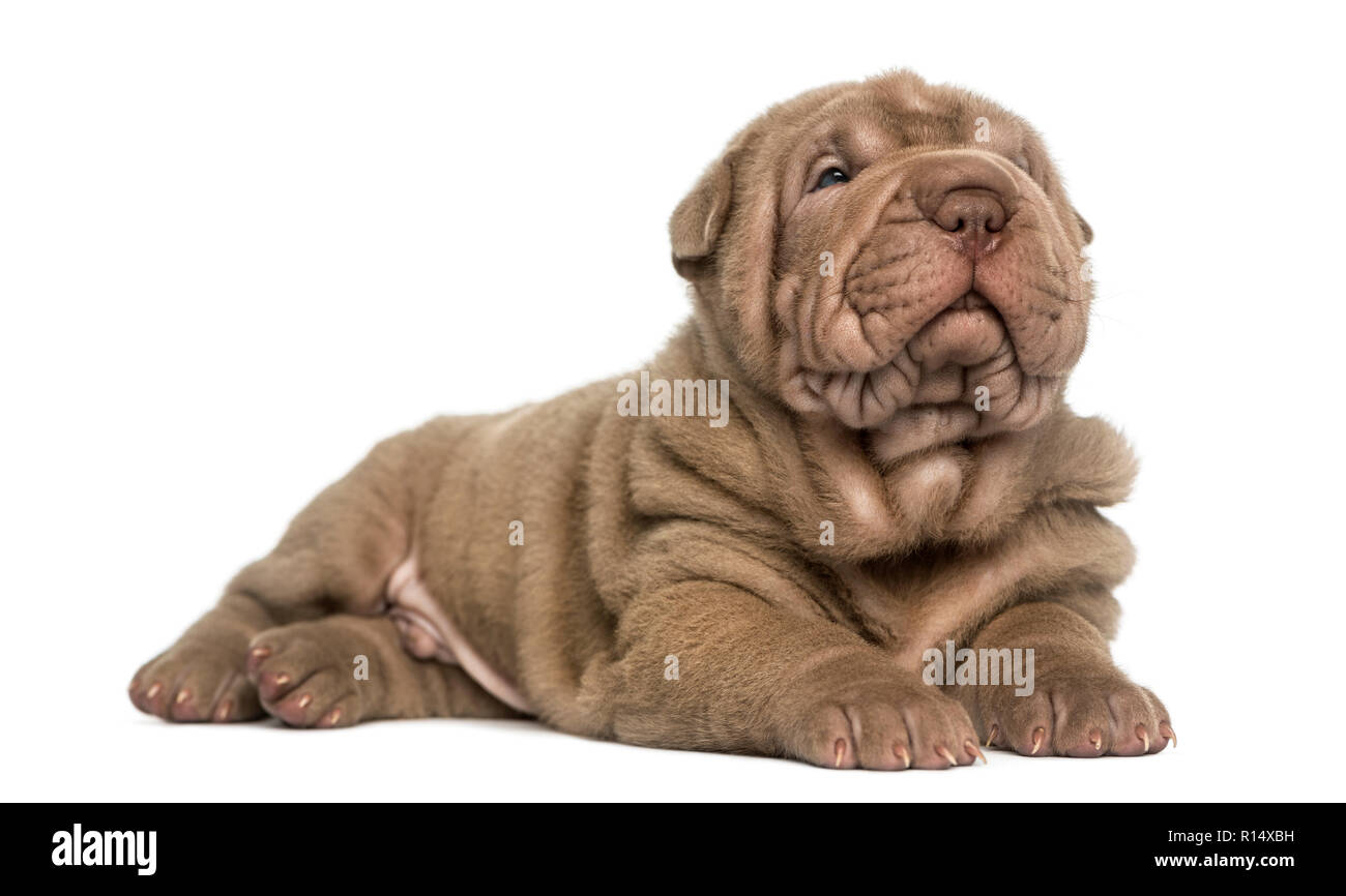 Sleepy puppy lying on Cut Out Stock Images & Pictures - Alamy