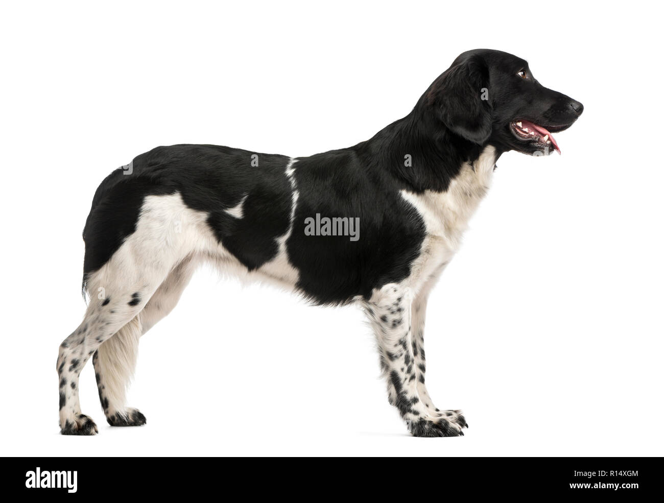 Side profile dog panting on hi-res stock photography and images - Alamy
