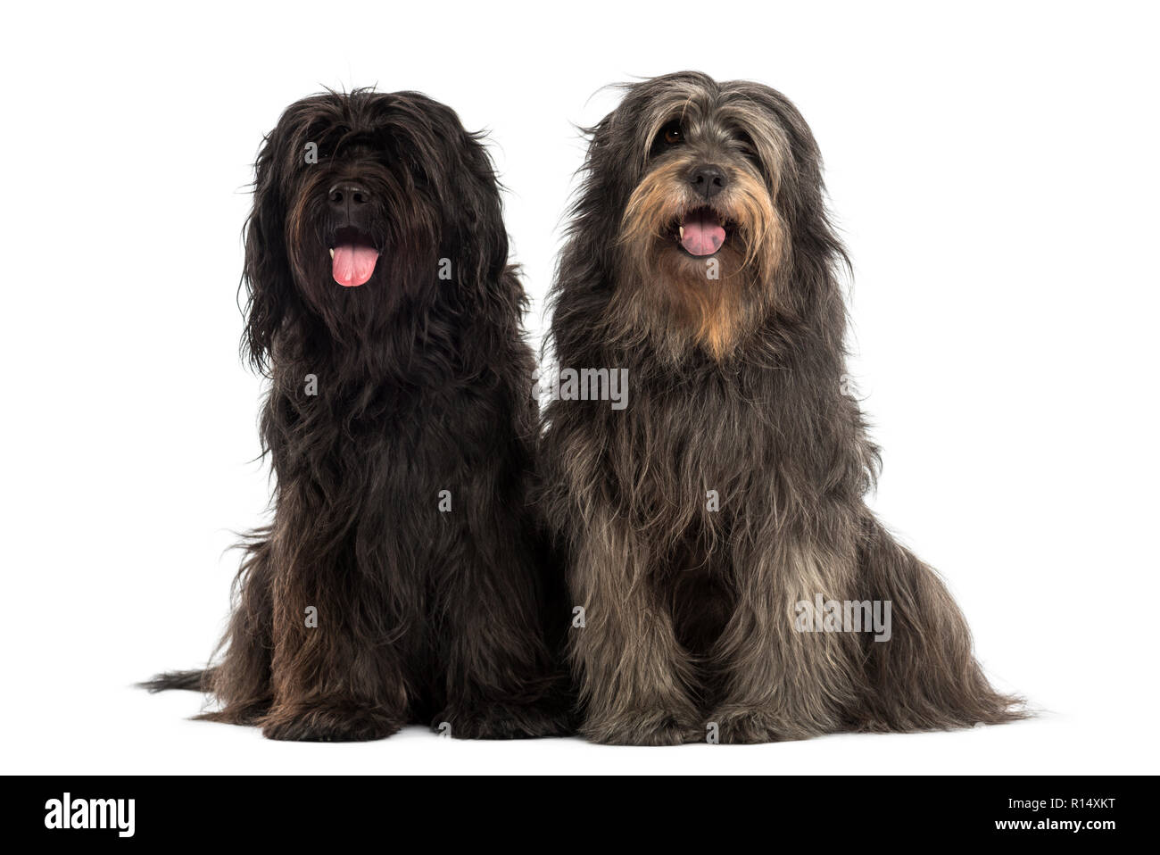 Family of sheepdogs hi-res stock photography and images - Alamy