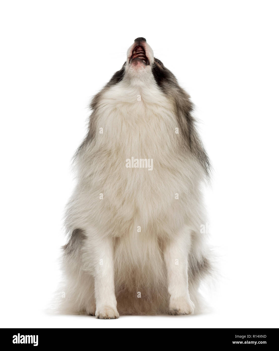 German Spitz sitting and howling Stock Photo - Alamy