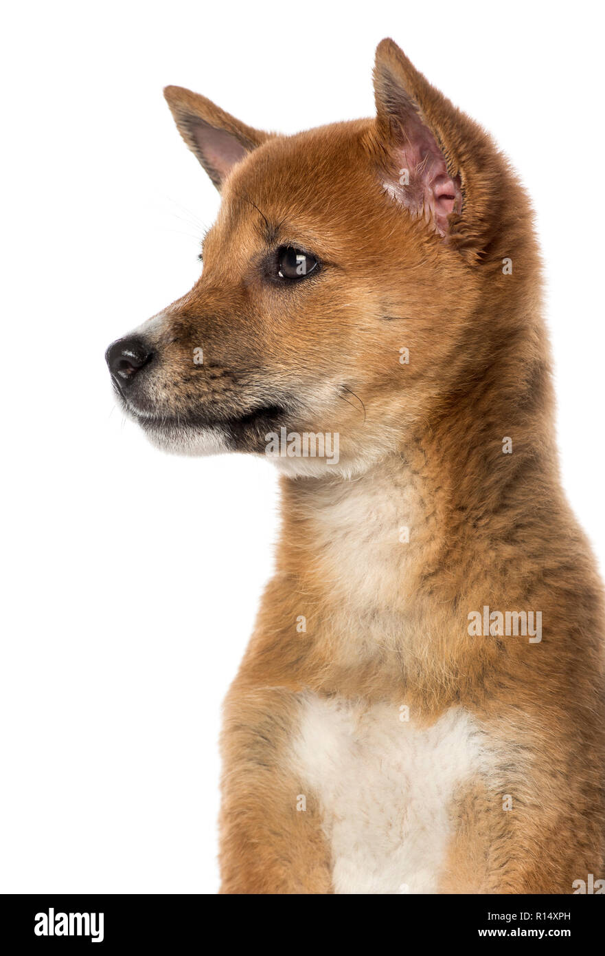 side view of a Shiba Inu puppy (3 months old), isolated on white Stock ...