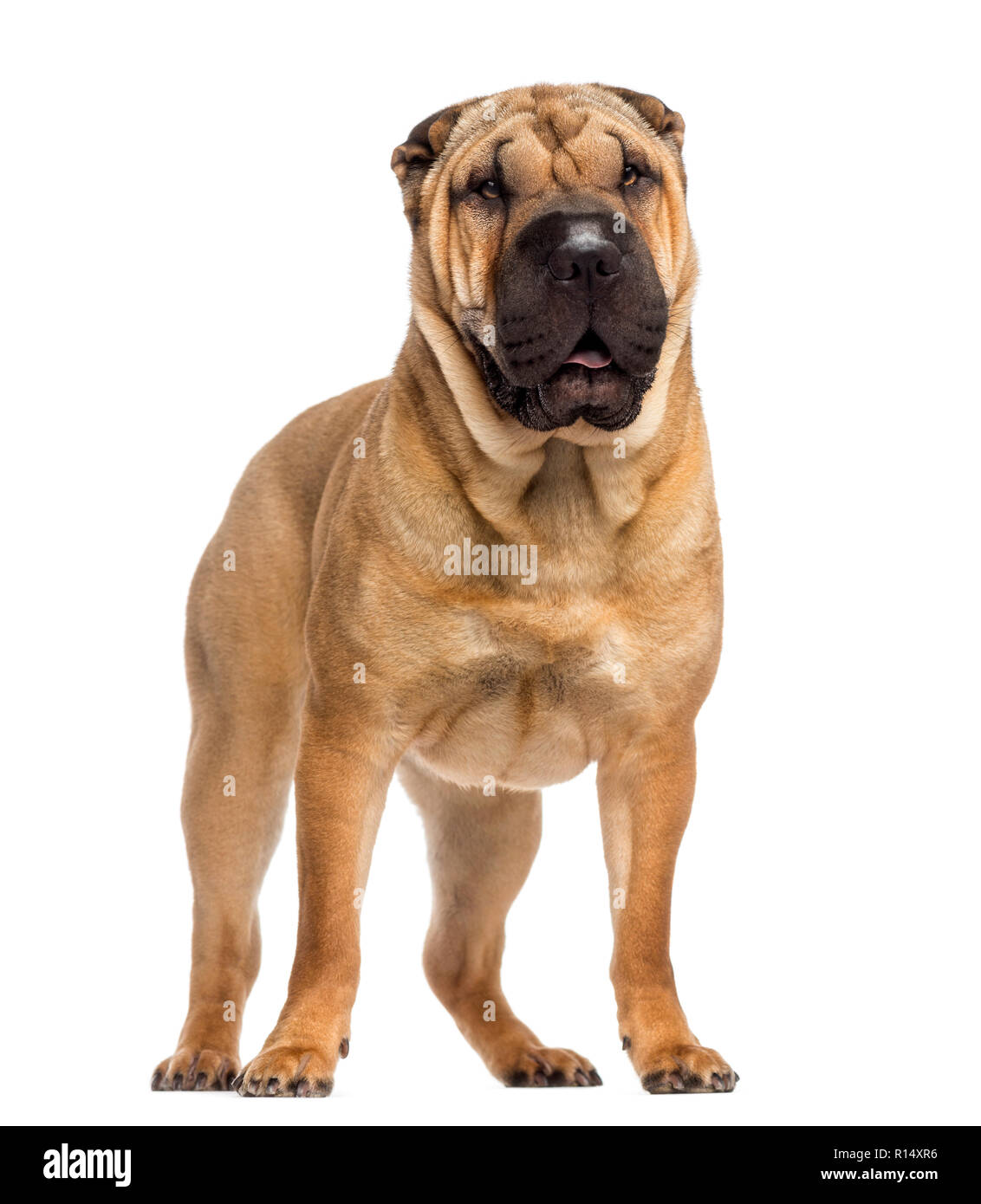 standing Shar Pei (15 months old Stock Photo - Alamy