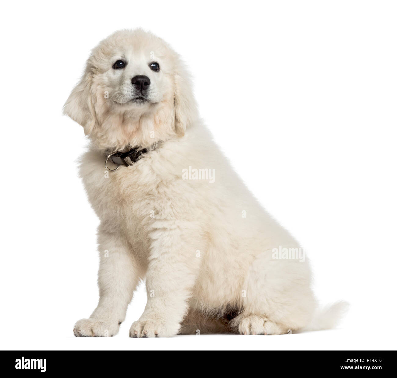 Are Polish Tatra Sheepdogs Rare