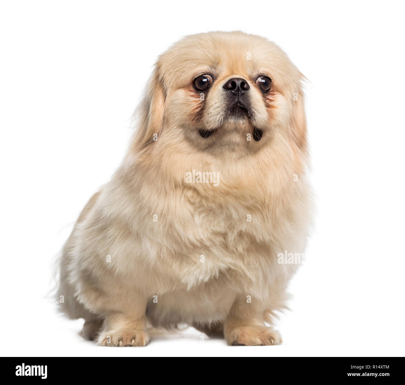 Fat Pekingese sitting (1 year old Stock Photo - Alamy
