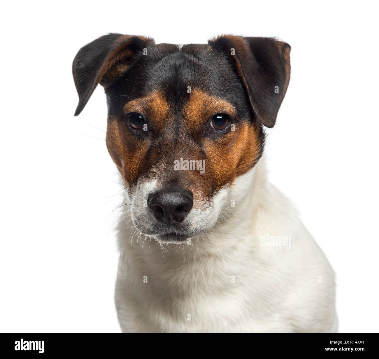 Sad jack russell terrier dog hi-res stock photography and images - Alamy