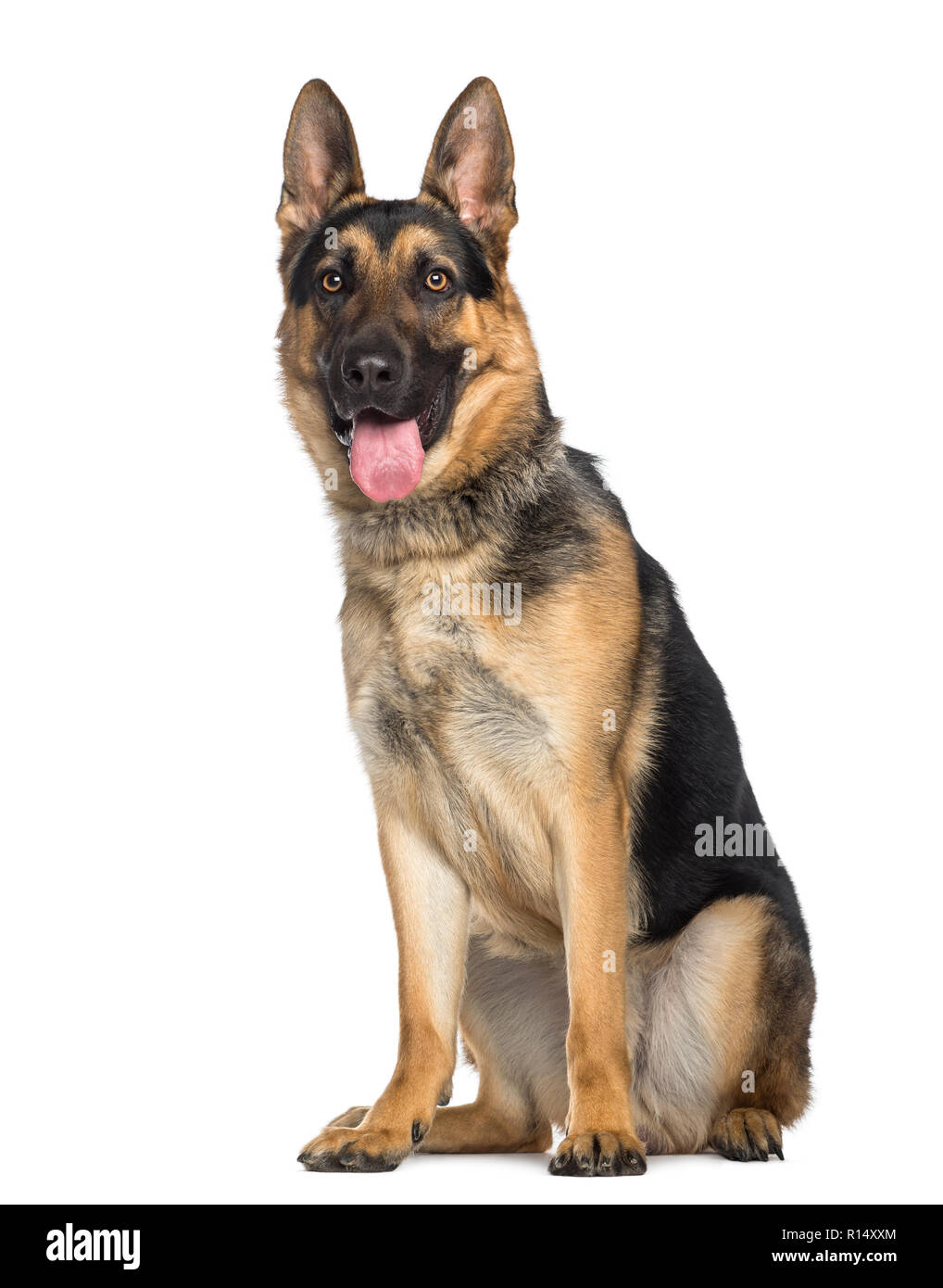 German Shepherd Dog sitting and panting (1 year old Stock Photo - Alamy