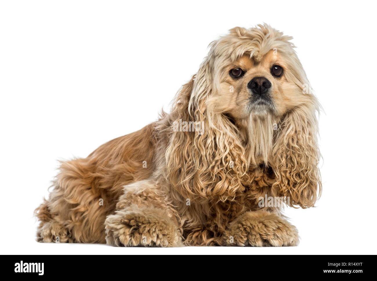 side view of a American Cocker Spaniel (4 years old Stock Photo - Alamy