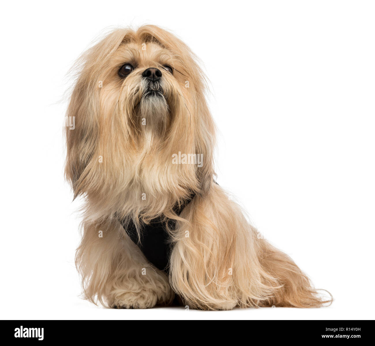 Apso Cut Out Stock Images & Pictures - Alamy