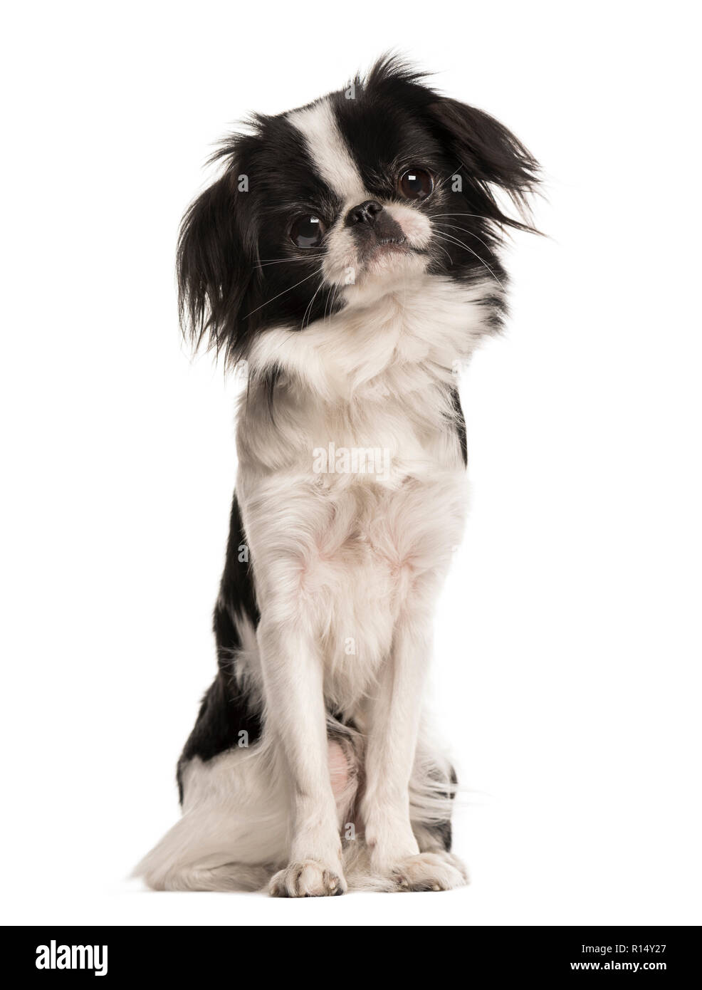 Dog japanese chin japanese spaniel hi-res stock photography and images ...